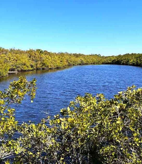 hidden mangrove forests florida ftr