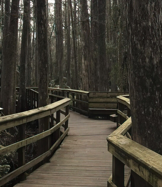 highlands hammock forest florida ftr