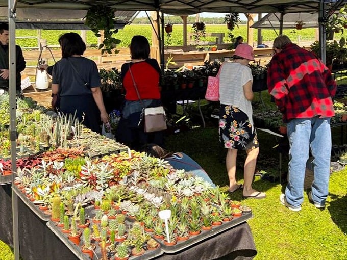 Garden treasures await curious shoppers! These tiny succulents create a patchwork of colors and textures that would make any plant lover's heart skip a beat.
