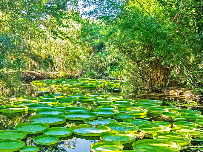 kanapaha botanical gardens 1