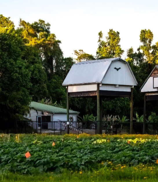 largest bat houses florida ftr