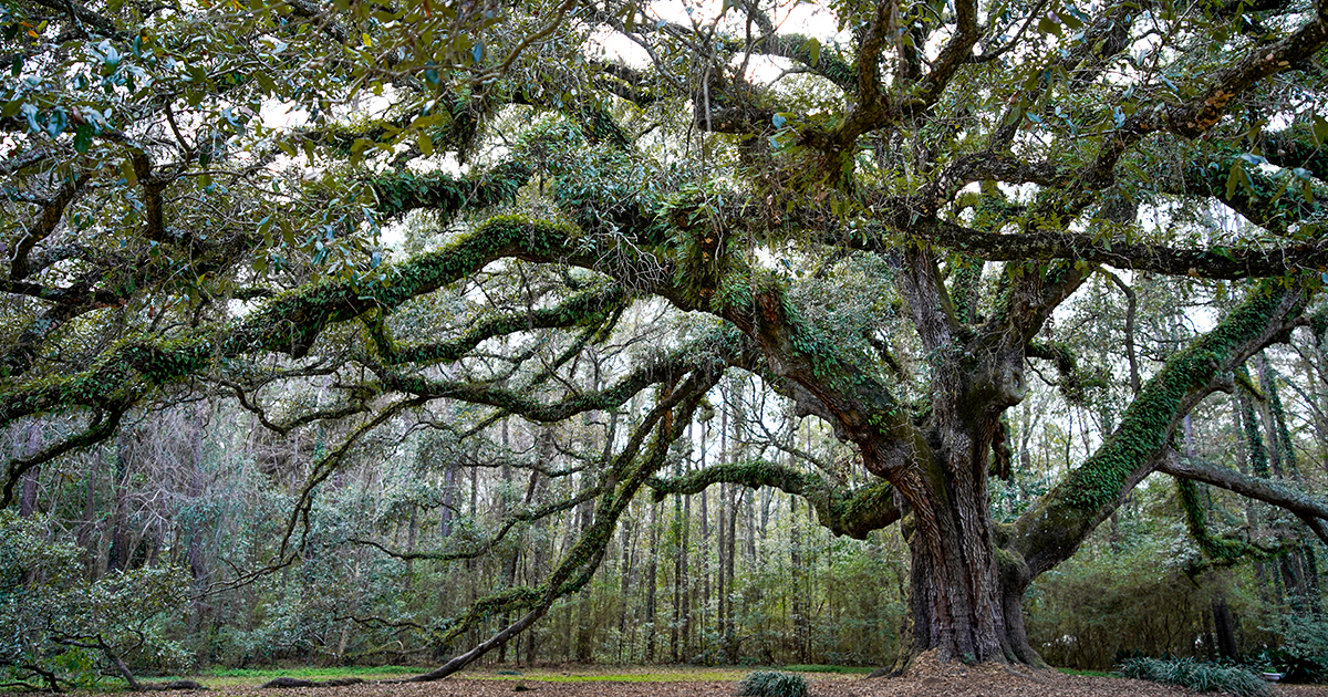 lichgate high road florida ftr