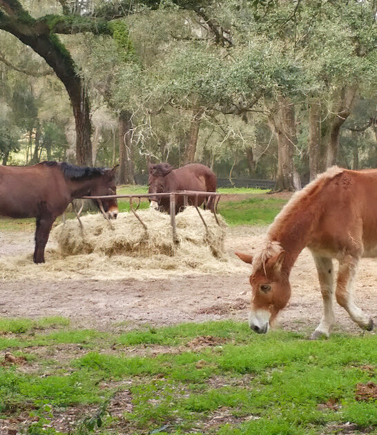 little known farm florida ftr