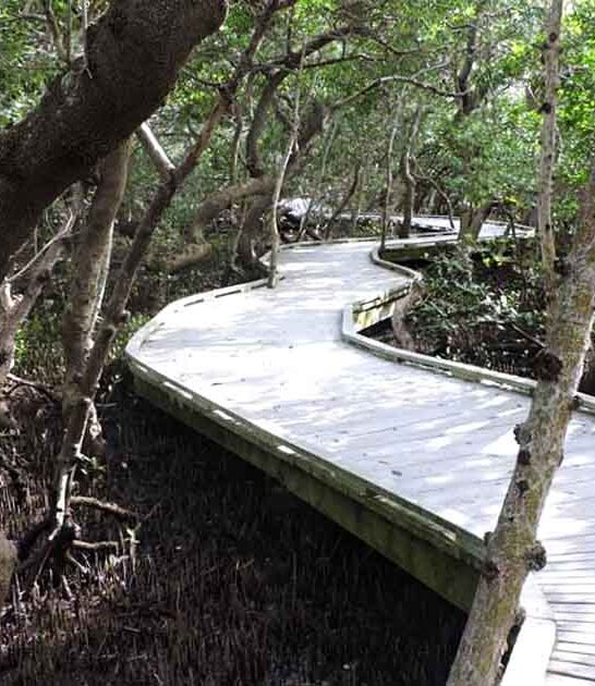 mangrove boardwalks park florida ftr