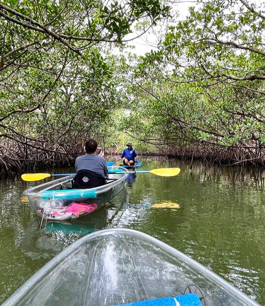 mangrove forest park florida ftr