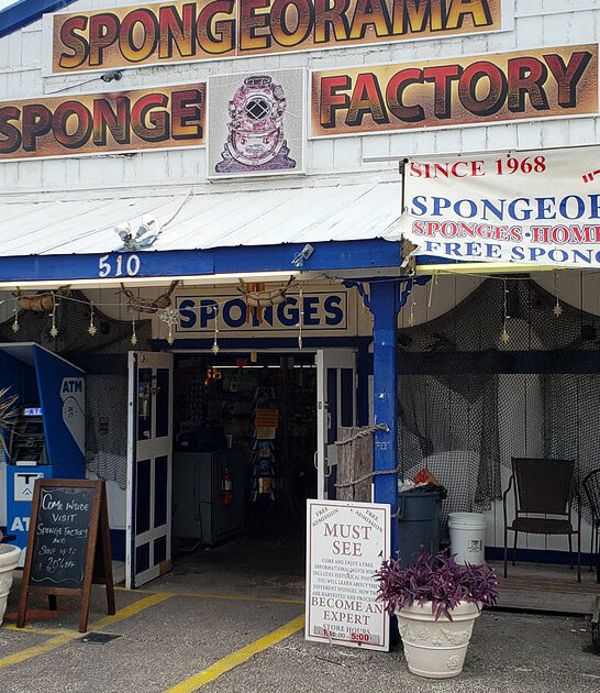 natural sea sponge florida ftr