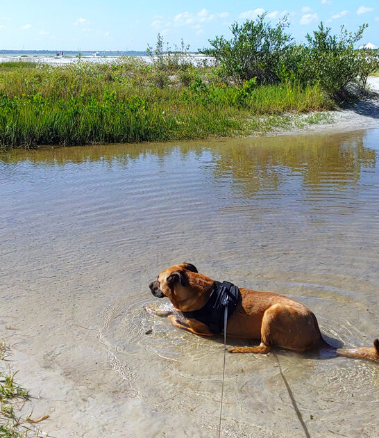 pet friendly parks florida ftr