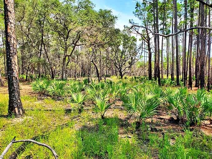 The pine woodland interior offers shady respite from beach sun, where palmetto understory creates a distinctly Floridian landscape.