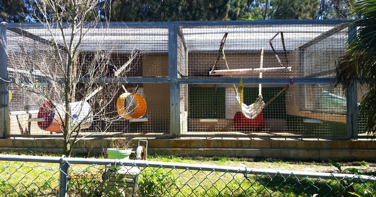 Few Know This Florida Spot Offers Personal Encounters With Rescued Primates