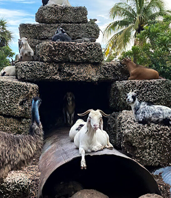 quirky petting zoo florida ftr
