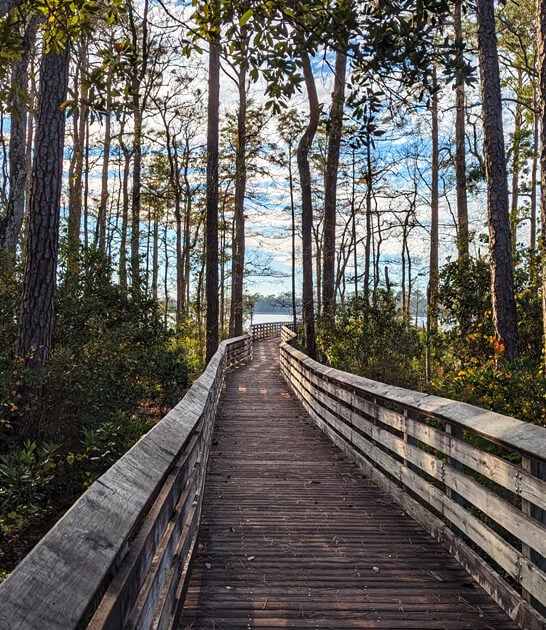 rare carnivorous plants florida ftr