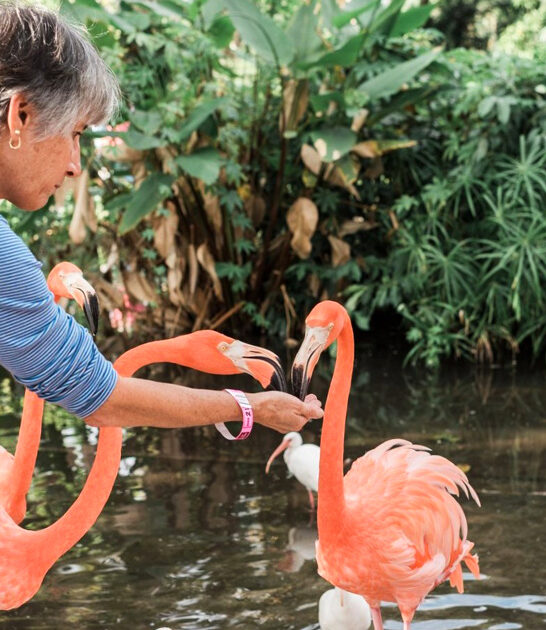 roadside wonder gardens florida ftr