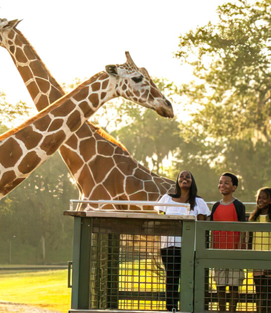 safari adventure giraffes florida ftr