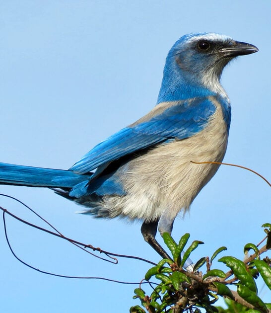 scrub jay trail florida ftr