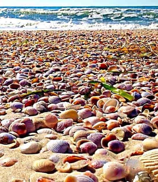 seashell state park florida ftr