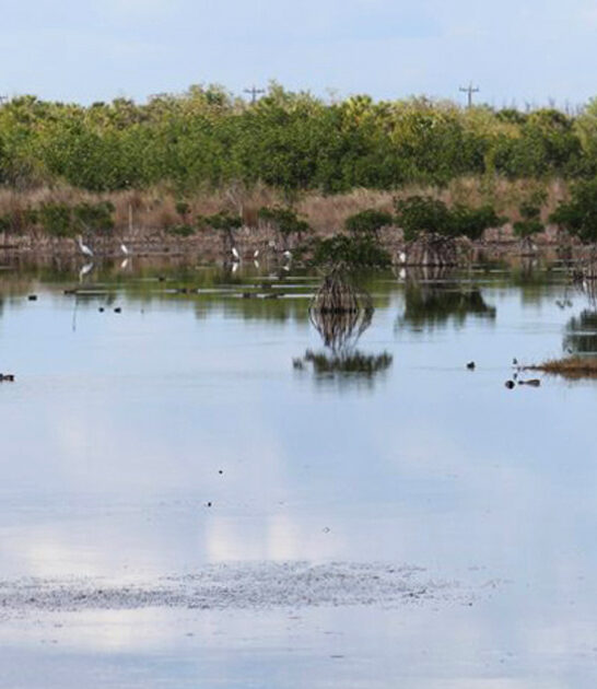 secret beaches mangrove florida ftr