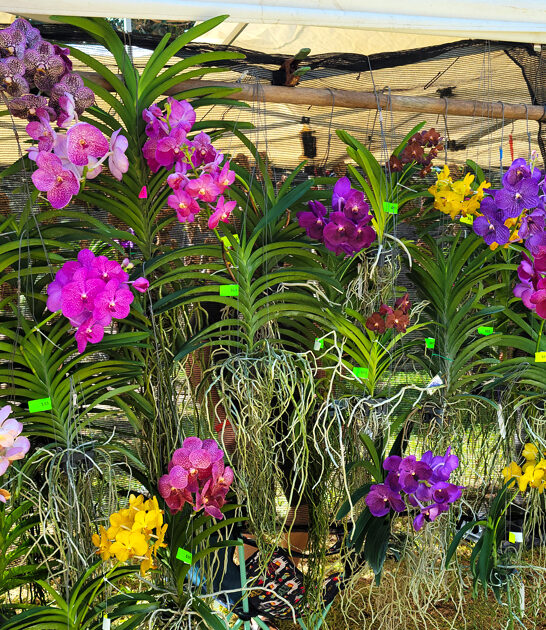 secret butterfly garden florida ftr