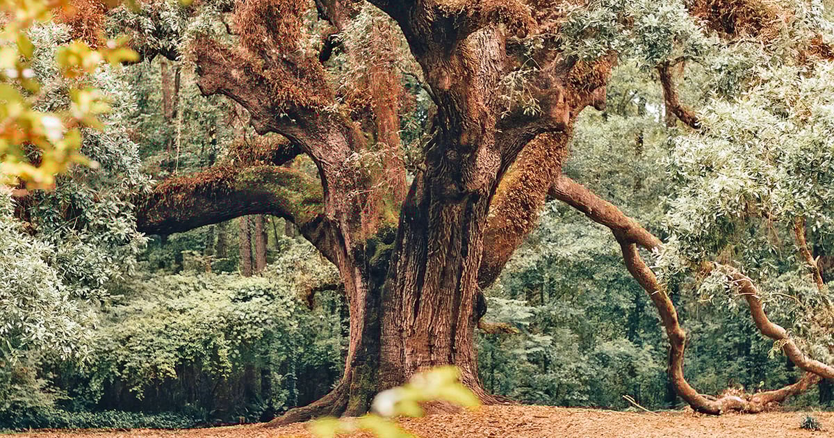 secret garden florida ftr