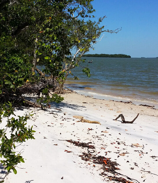shelling beaches florida ftr
