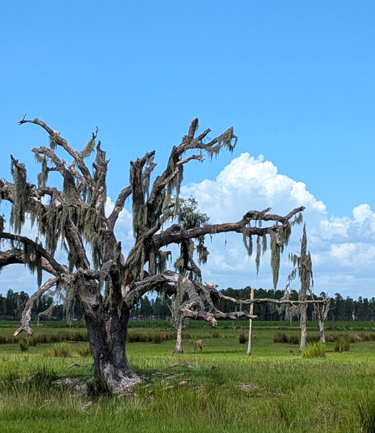 spring wildlife encounters florida ftr