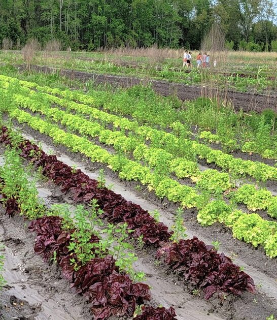 sustainable organic farm florida ftr