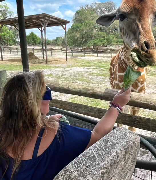 tiny giraffe ranch florida ftr