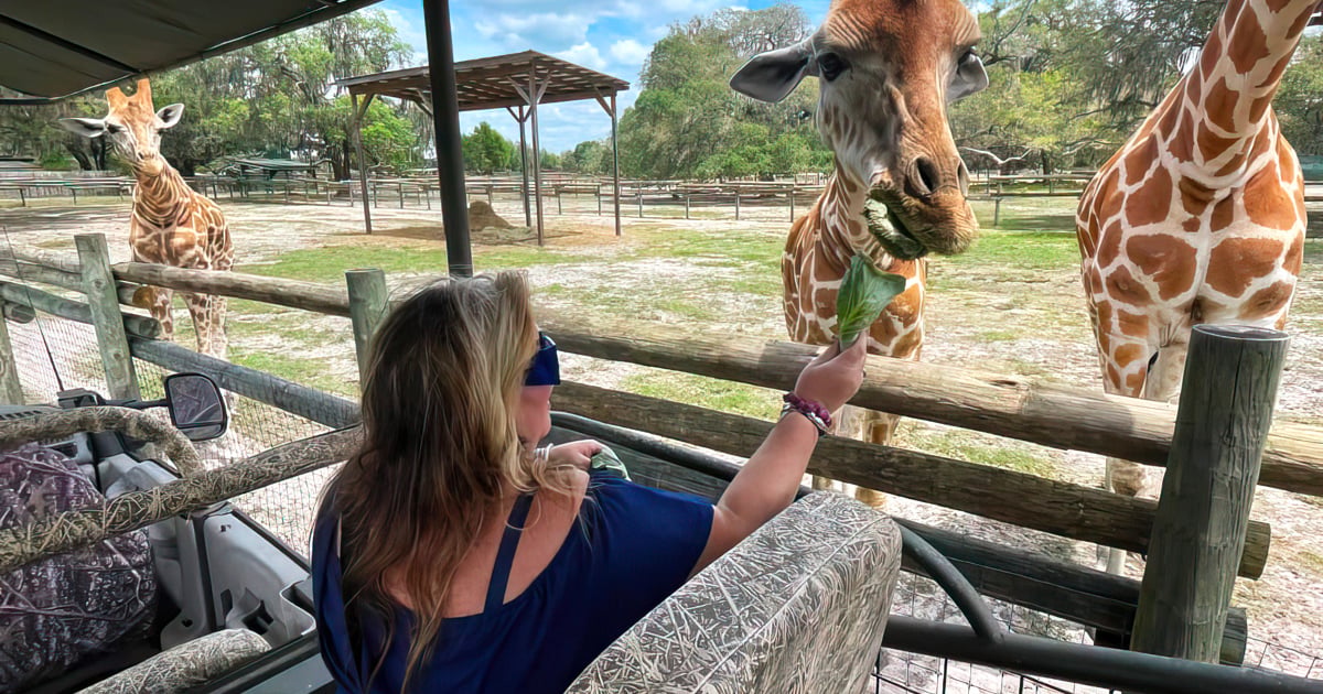 This Tiny Giraffe Ranch In Florida Is An Unforgettable Encounter With ...