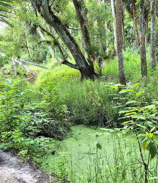 tiny nature preserve florida ftr