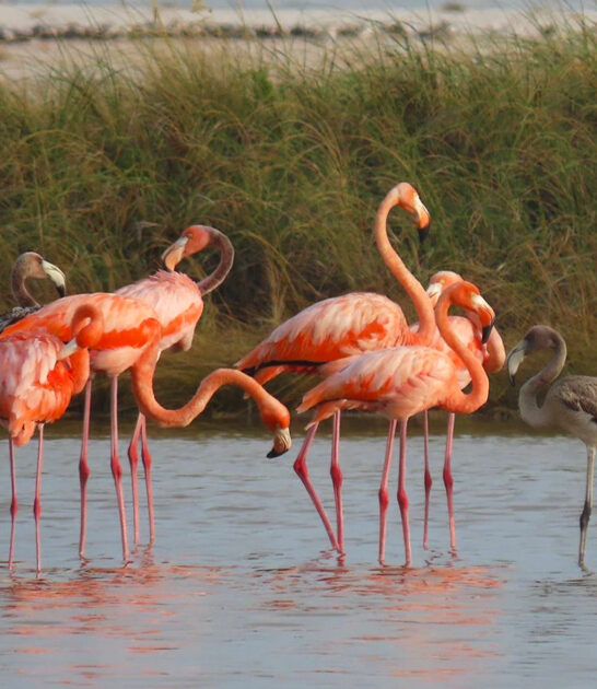 top flamingo spots florida ftr