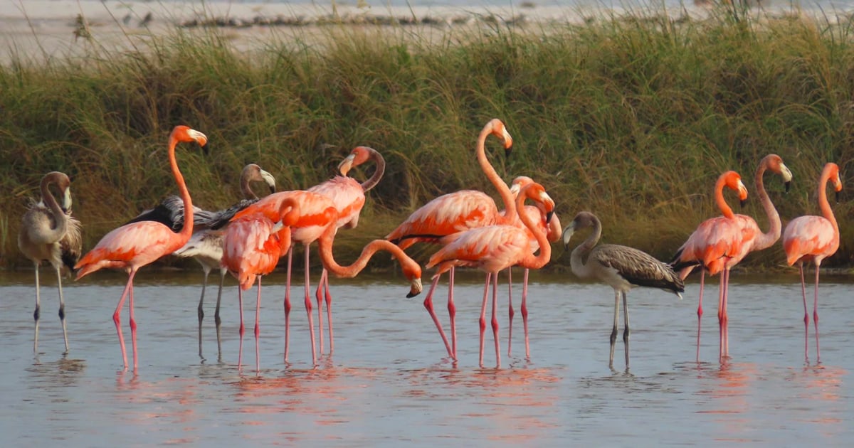 10 Best Spots In Florida To See Flamingos