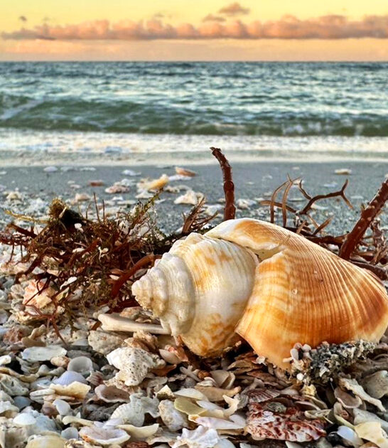 under radar park florida ftr