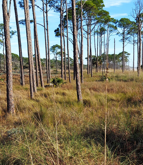 undeveloped island florida ftr