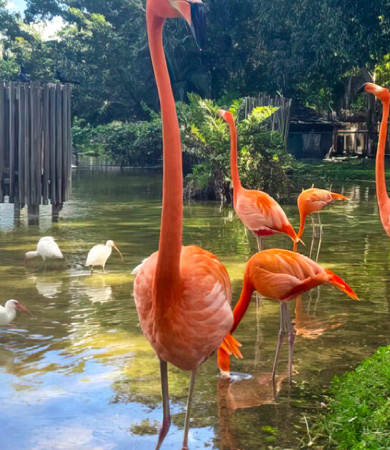 unique safari park florida ftr
