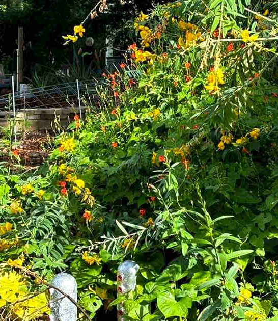 urban community garden florida ftr