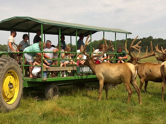 A tractor-pulled wagon full of excited visitors gets up close with majestic elk – nature's meet-and-greet where the animals have the bigger entourage.