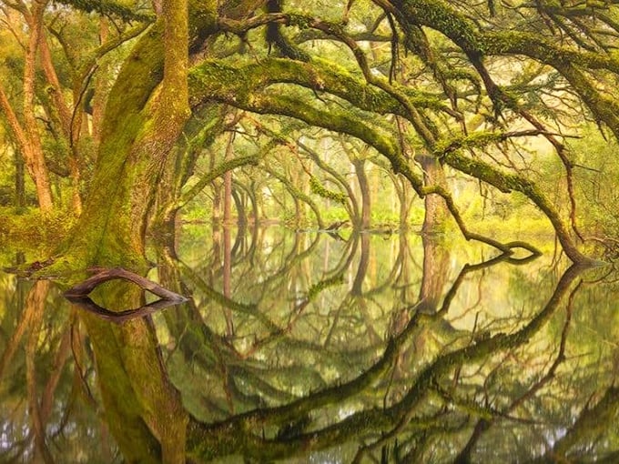 Welcome to Apalachicola National Forest, where Florida's wild heart beats beneath a canopy of ancient trees and endless sky.