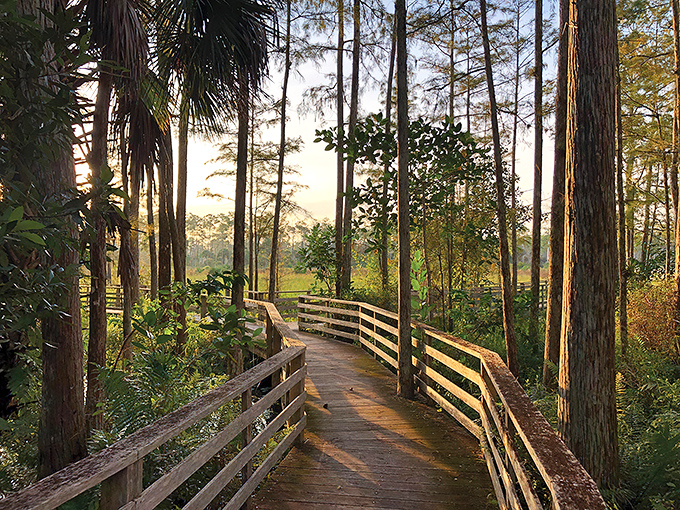 A wooden boardwalk winds through towering cypress trees, nature's red carpet inviting you into a world untouched by time.
