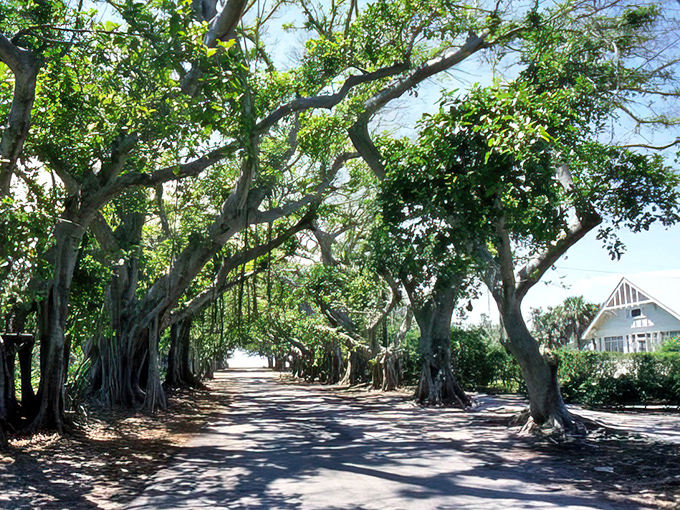 The legendary Banyan Street reveals itself like nature's own red carpet, minus the paparazzi but with infinitely better ambiance.