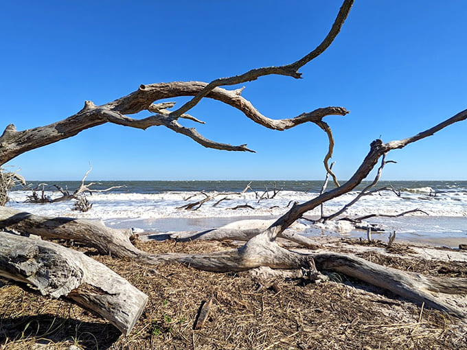Nature's gallery unfolds at Big Talbot Island, where the Atlantic sculpts a landscape that feels both ancient and alive.