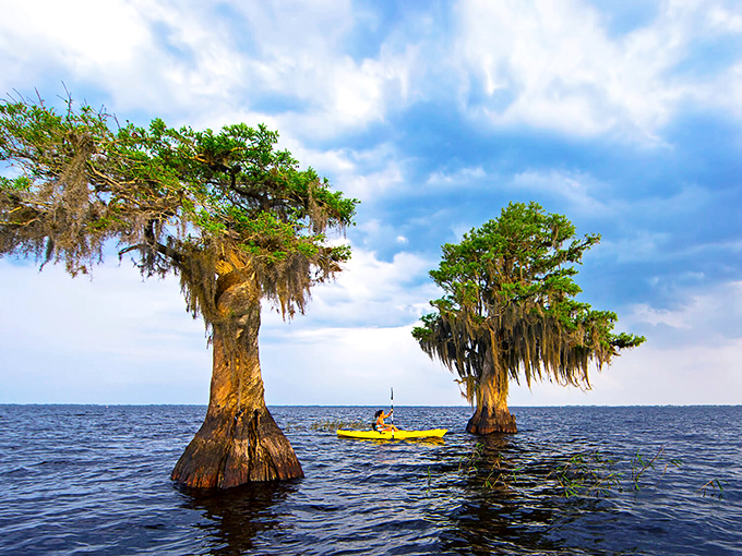 Ancient cypress sentinels rise from Blue Cypress Lake's mirror-like waters, their moss beards swaying in the gentle Florida breeze.