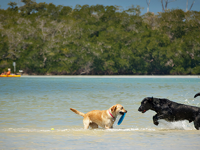 Welcome to canine paradise! The entrance sign to Bonita Beach Dog Park sets expectations for a tail-wagging adventure ahead.