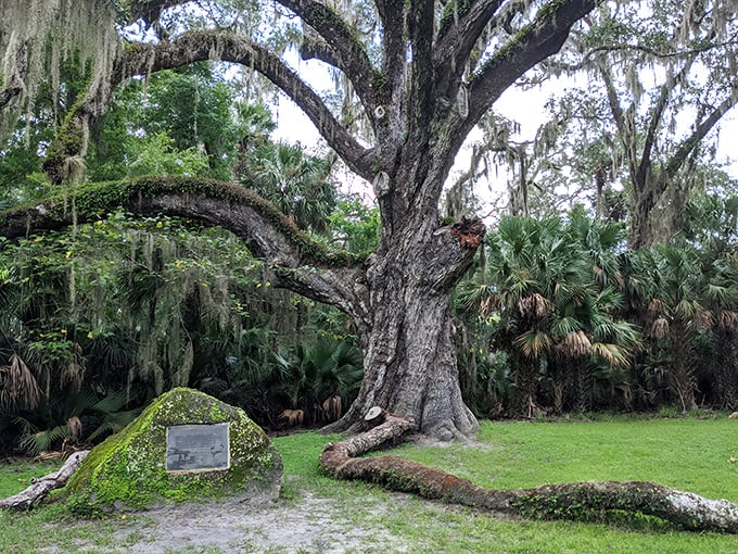 Bulow Creek State Park: Where ancient oaks stand guard over Florida's wild heart, whispering secrets only those who listen closely can hear.