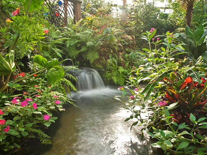 Hidden waterfalls cascade through tropical foliage like nature's own fountain show, creating the perfect backdrop for butterfly photobombs.