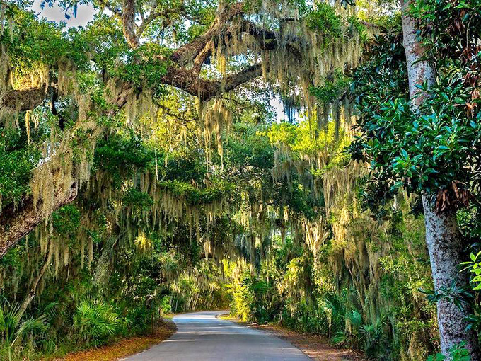 Nature's cathedral awaits as sunlight filters through this moss-draped tunnel, creating a magical pathway for adventurous souls.