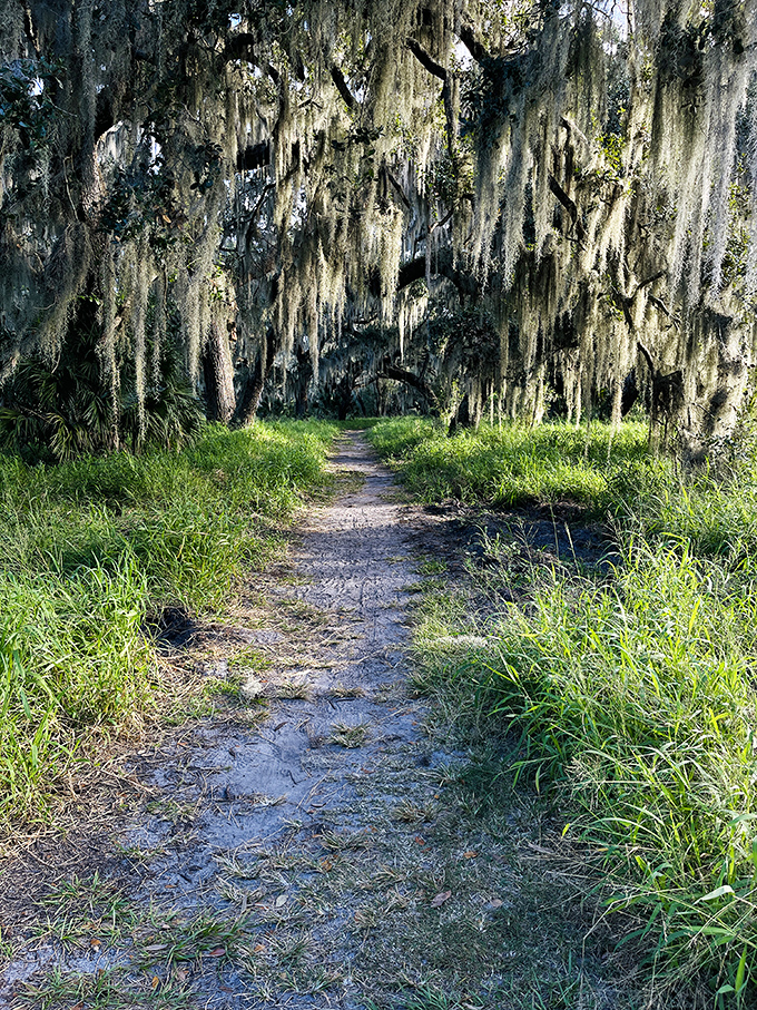 A mystical pathway through Circle B Bar Reserve, where Spanish moss creates nature's own enchanted canopy over visitors.