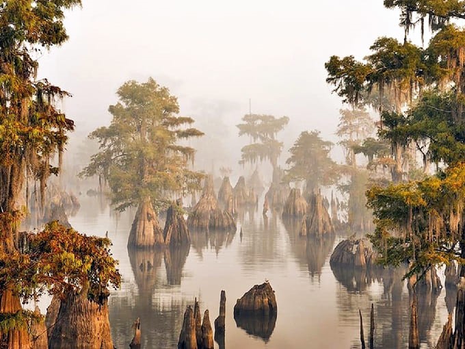 Misty morning transforms the Dead Lakes into a mystical realm where cypress sentinels stand guard in ethereal fog.