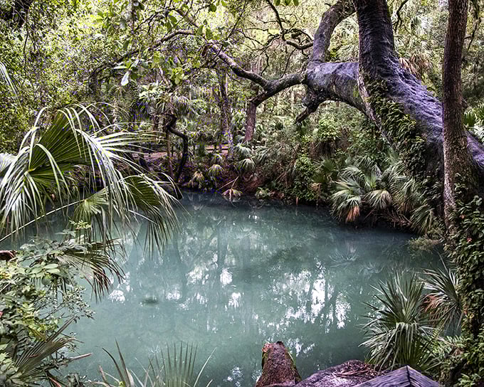 Nature's emerald jewel nestled in Volusia County, where the water glows with an otherworldly green that no filter could replicate.