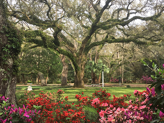 Nature's masterpiece unfolds at Eden Gardens State Park, where ancient oaks create a cathedral-like canopy over vibrant azaleas and camellias.