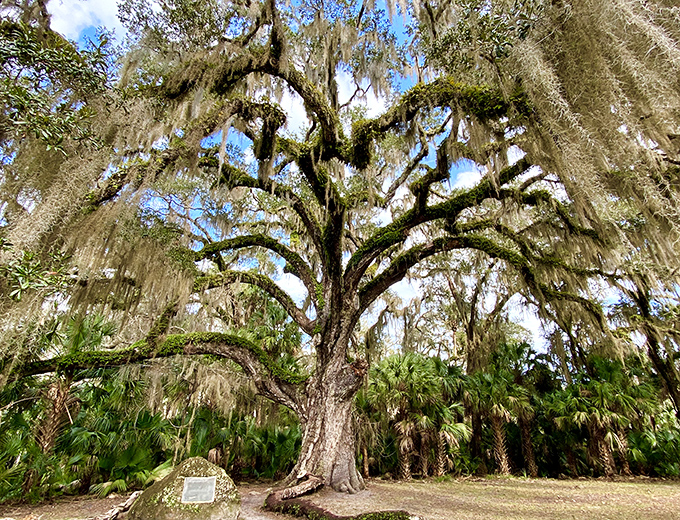 The Fairchild Oak stands majestically at Bulow Creek State Park, its gnarled branches reaching skyward like nature's own cathedral.