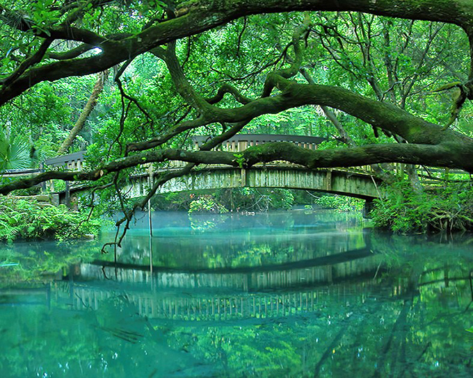Fern Hammock Springs reveals its turquoise soul beneath a wooden footbridge, where ancient trees stand guard over waters clear enough to count fish scales.